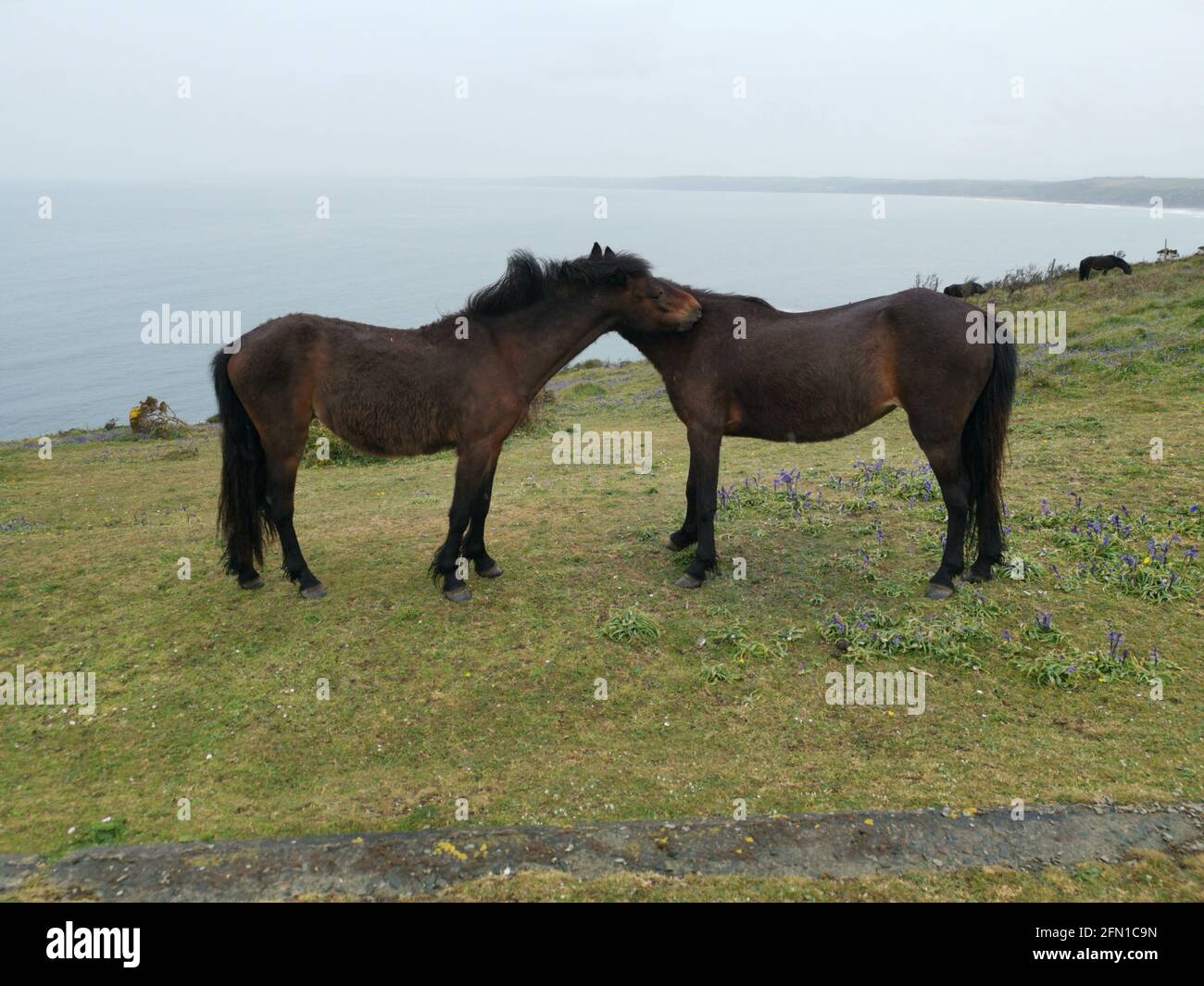 wild ponies at rame head in cornwall england uk Stock Photo - Alamy