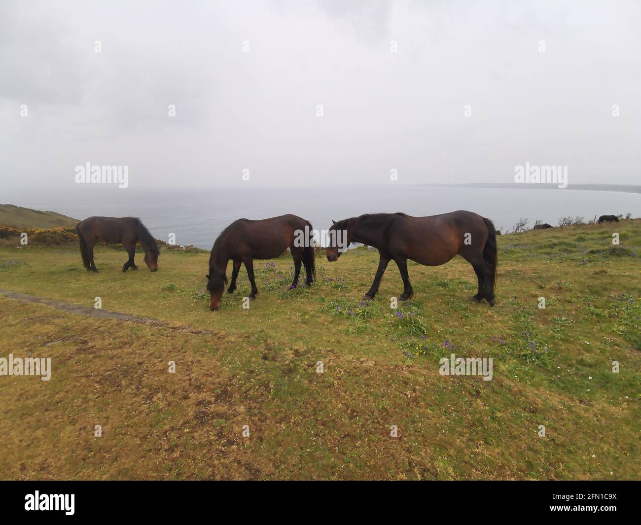 wild ponies at rame head in cornwall england uk Stock Photo - Alamy