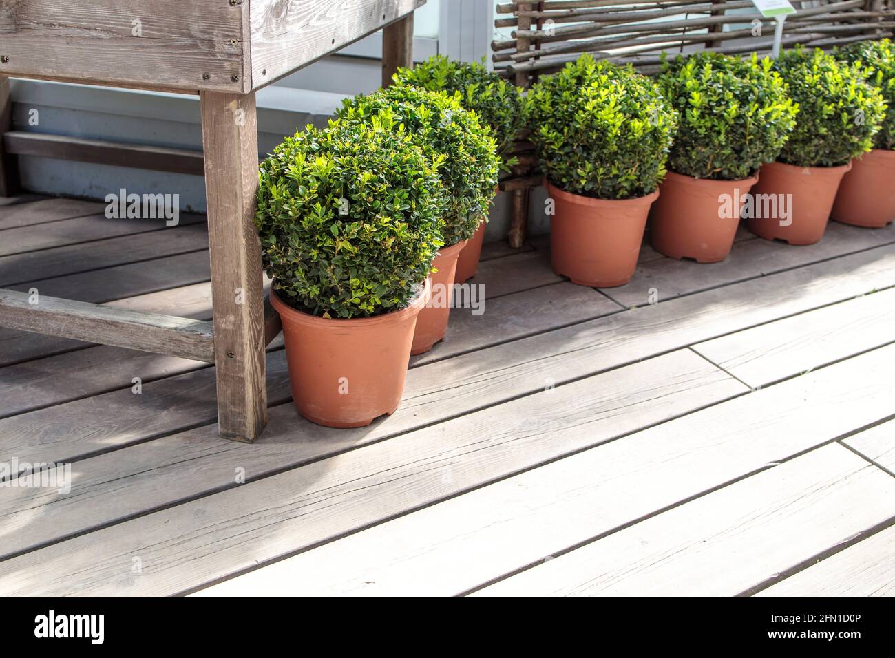 Buxus Ball Pot High Resolution Stock Photography and Images - Alamy