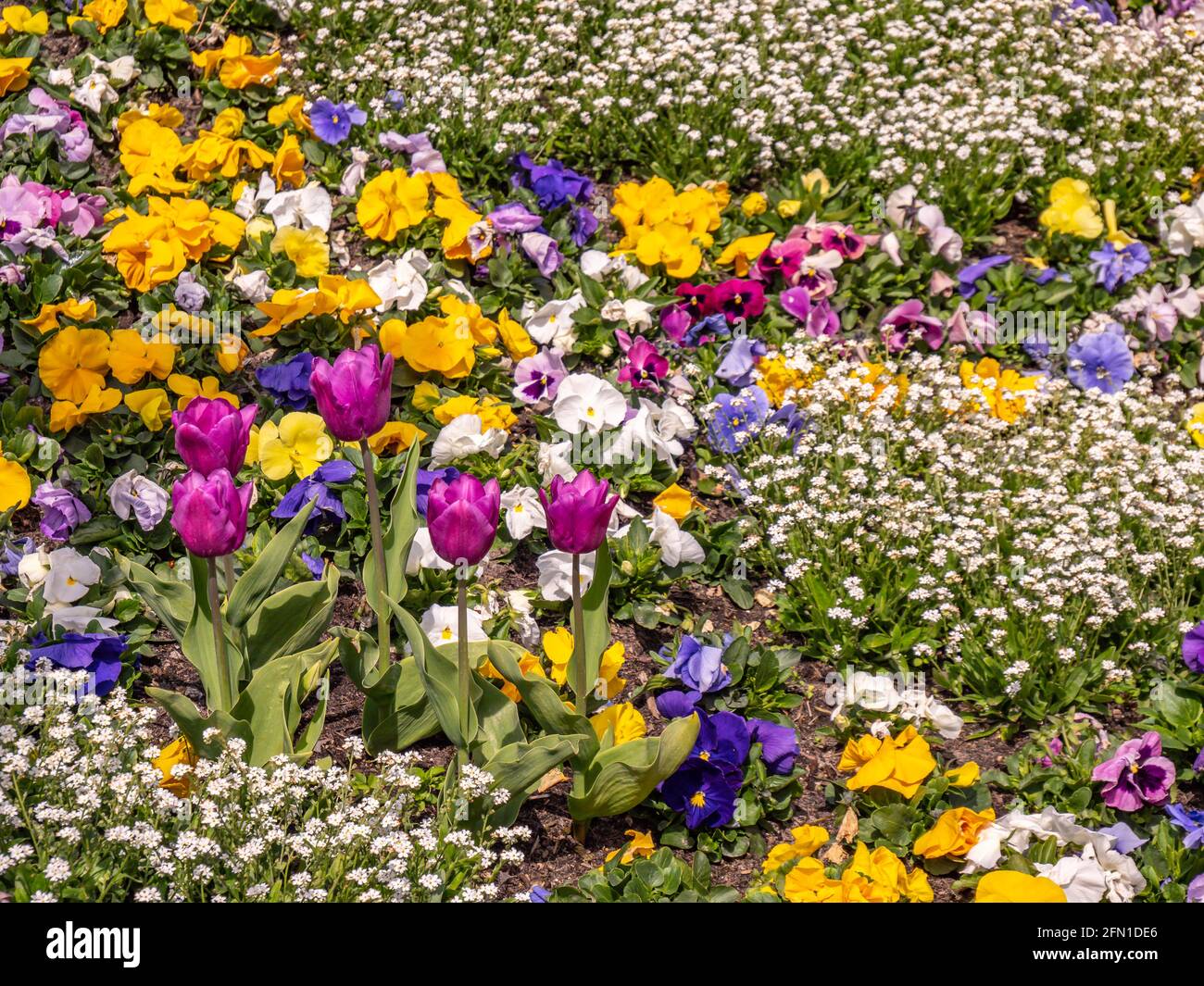 Colorful flower meadow hi-res stock photography and images - Alamy