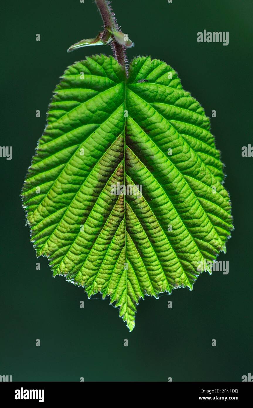 Hazel uk spring hi-res stock photography and images - Alamy