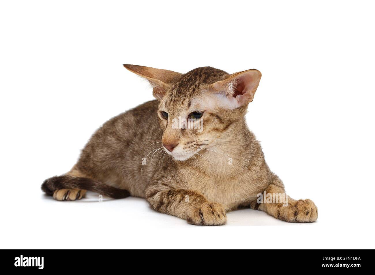 Chocolate Abyssinian