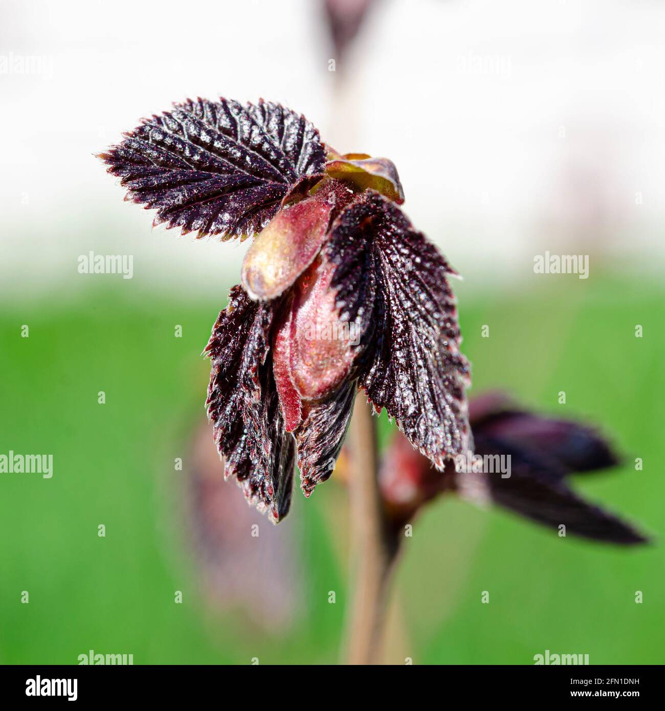 fresh red hazelnut buds in springtime. Decorative garden plant, young ...