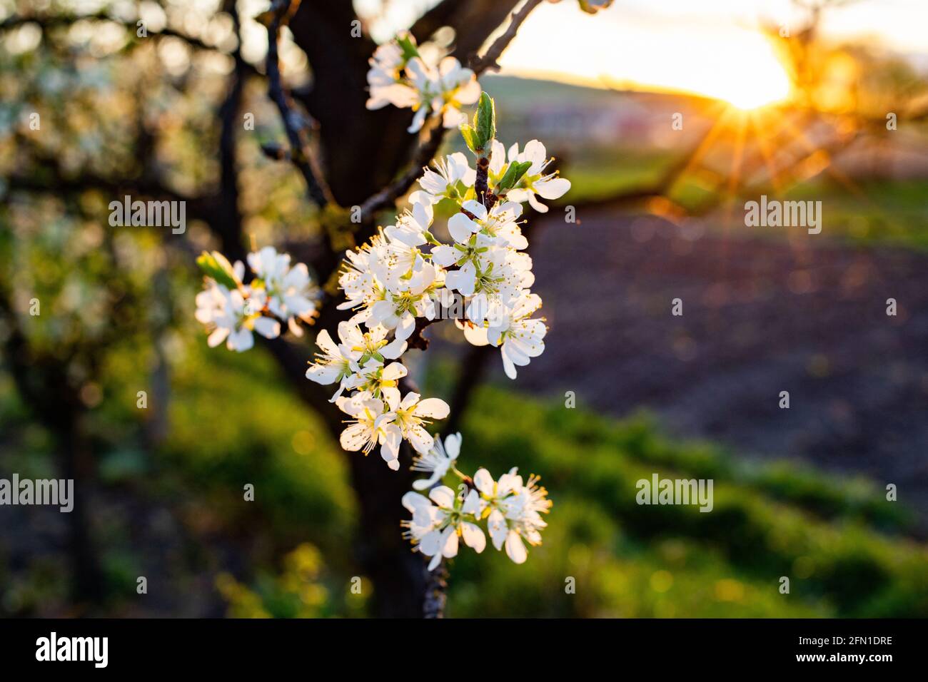 flowering plum trees in springtime Stock Photo - Alamy