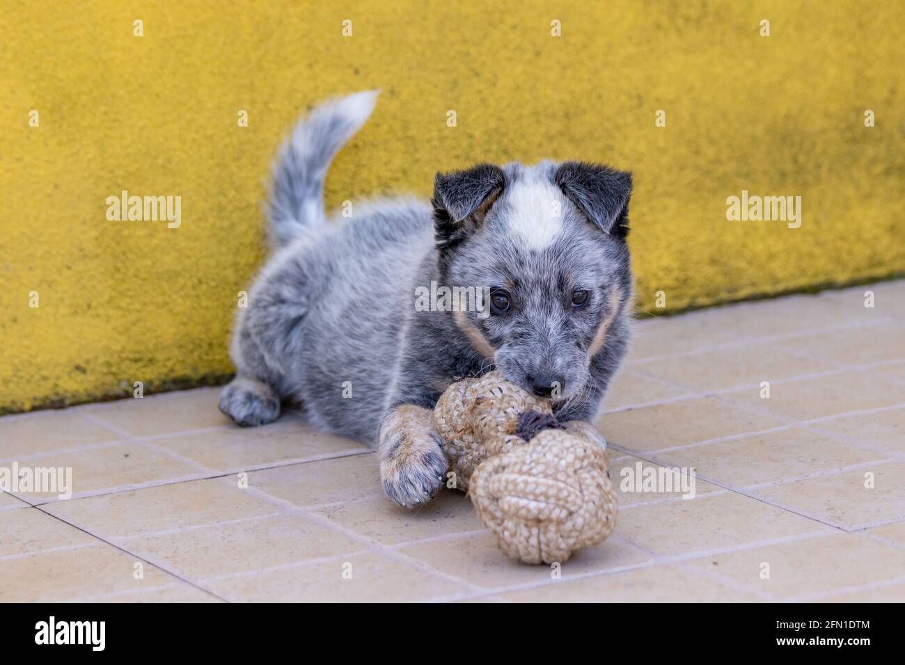 Cute little dog, playing with toy outside. Rescue dog. Happy and funny ...