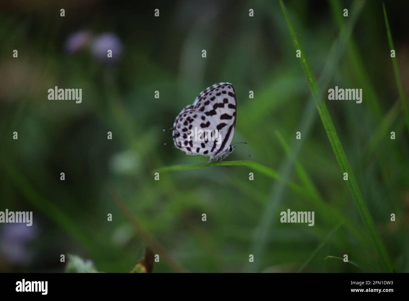 Common pierrot butterfly hi-res stock photography and images - Alamy