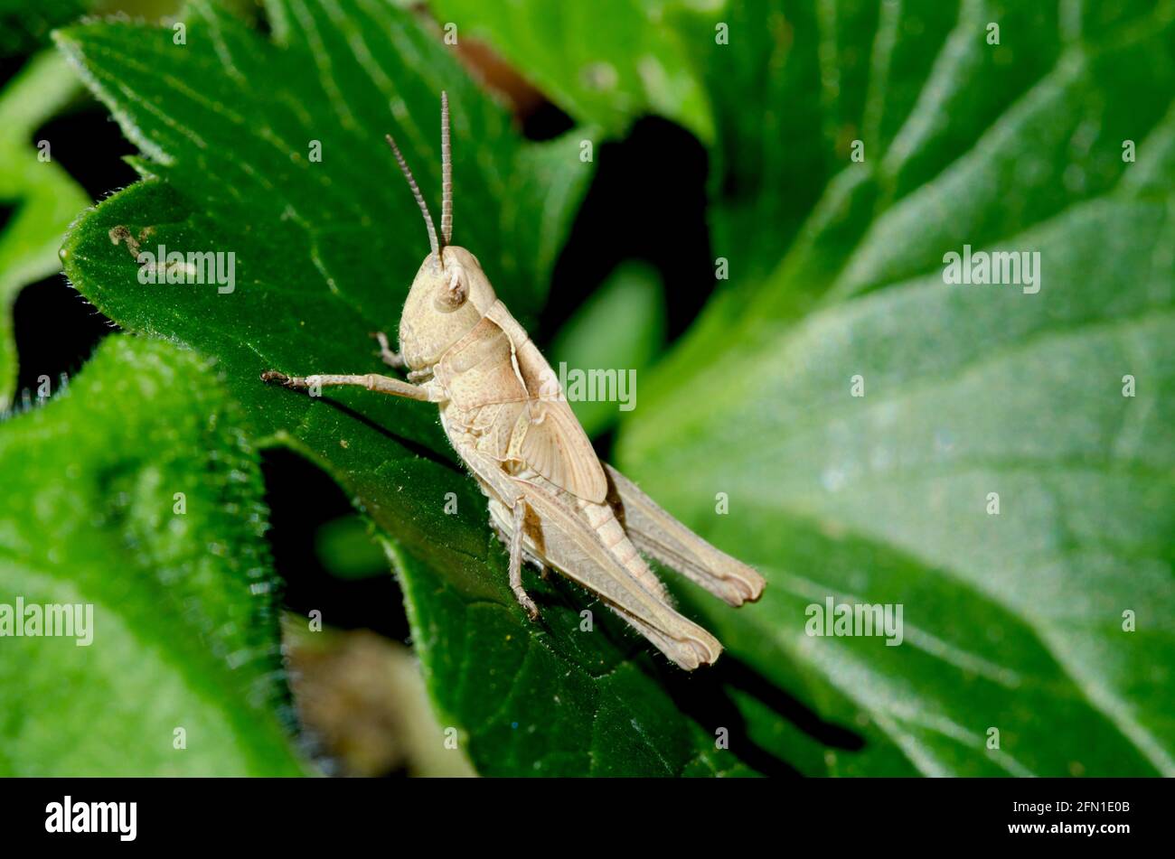Grasshopper garden uk hi-res stock photography and images - Alamy
