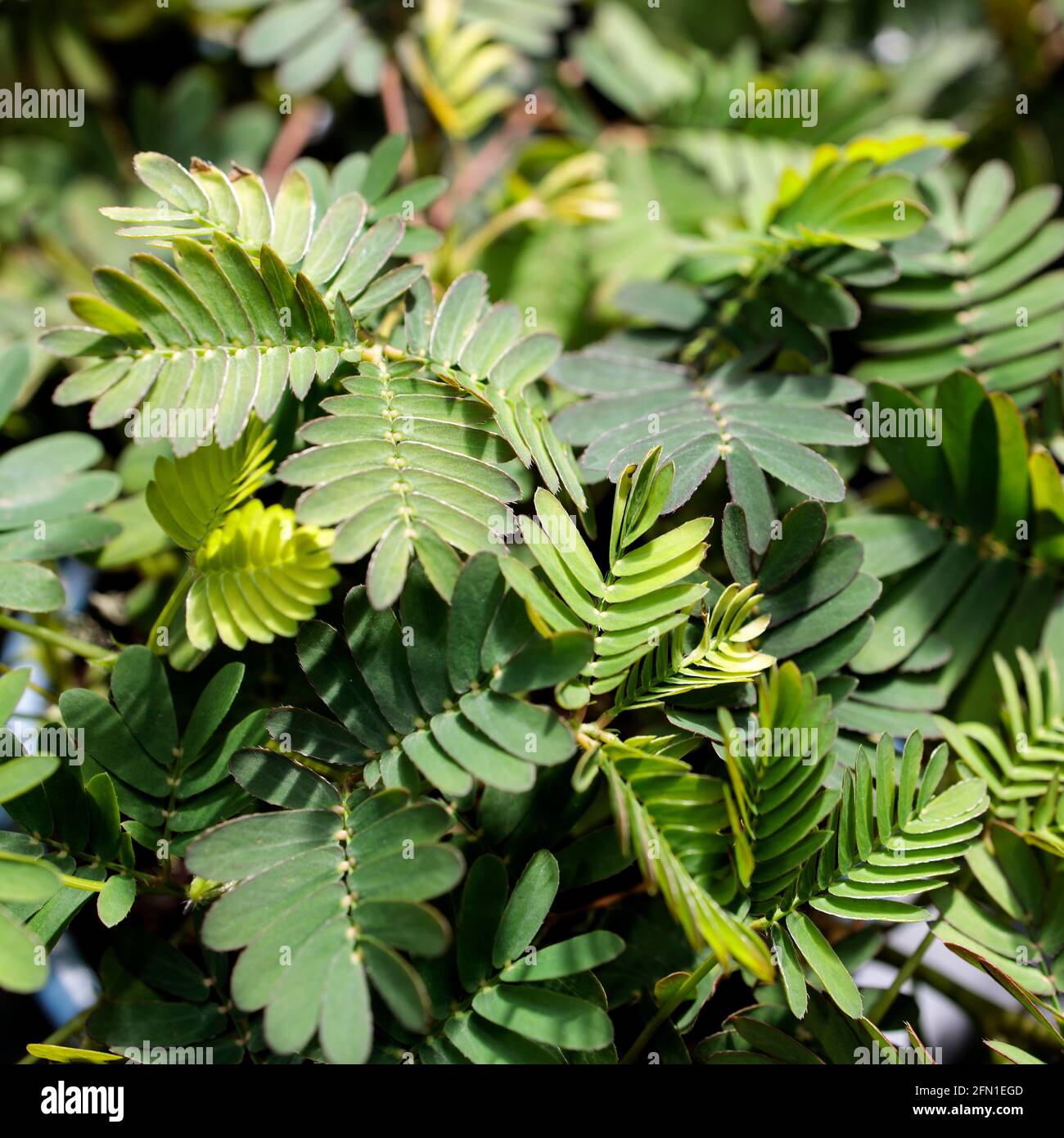 Mimosa pudica (Shameplant) is a short shrub member of the legume tribe ...