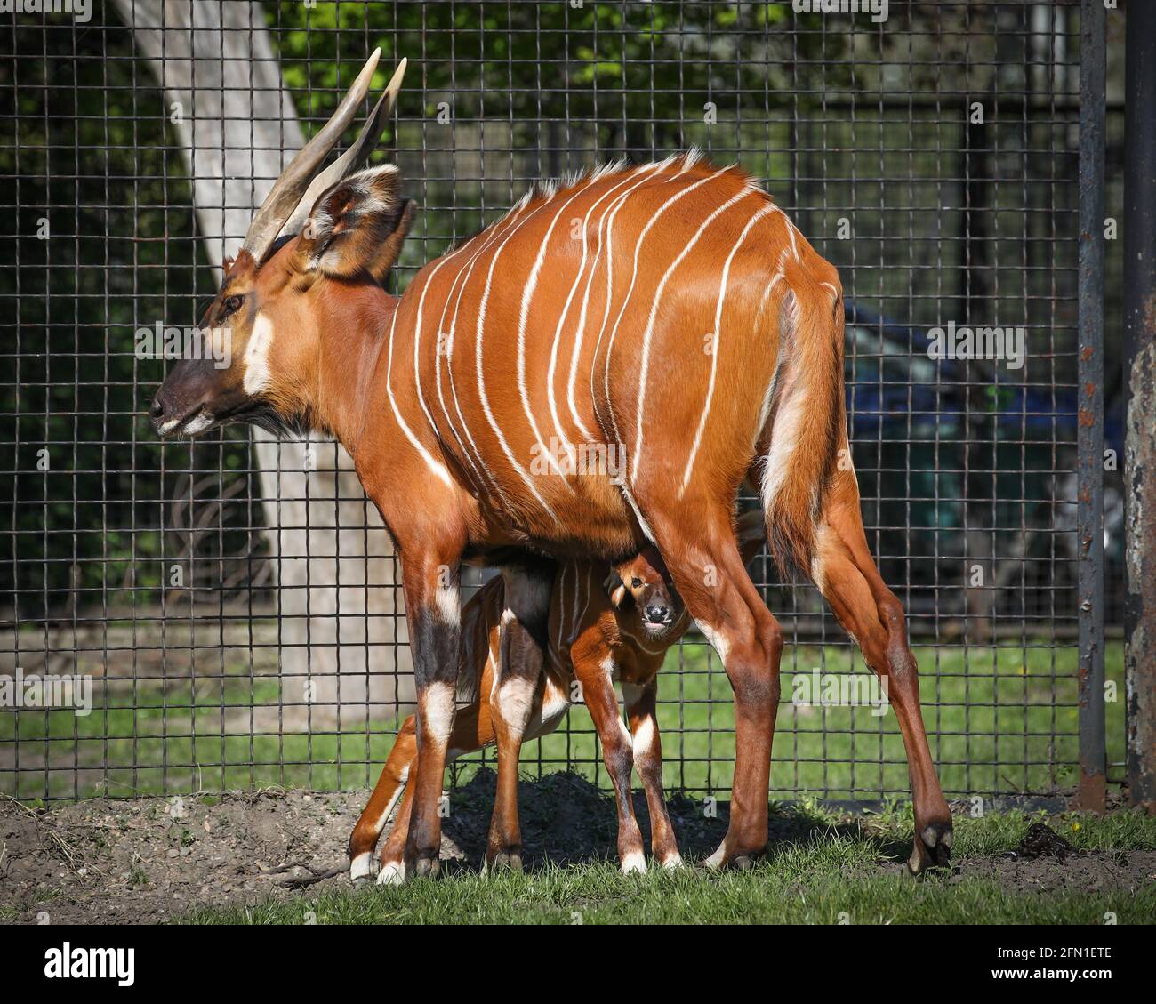 Baby Bongo