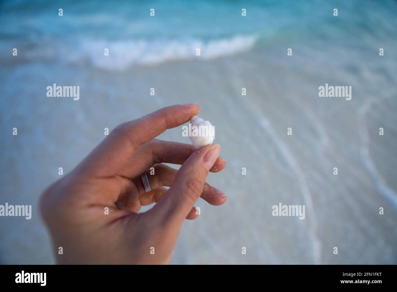 Closeup shot of a female hand holding a shell on the beach on Zanzibar ...