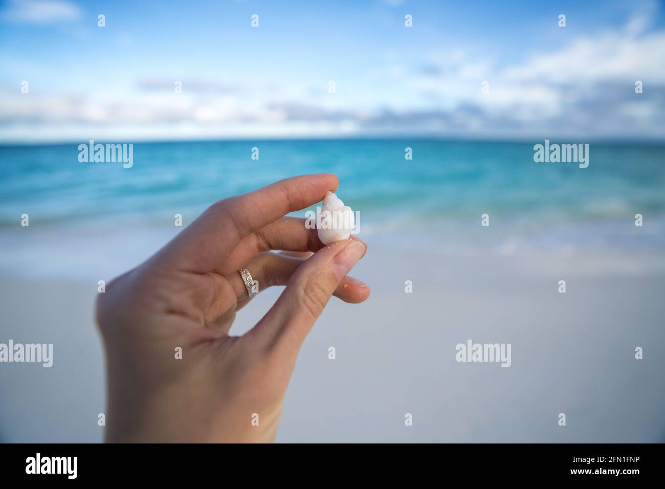 Closeup shot of a female hand holding a shell on the beach on Zanzibar ...