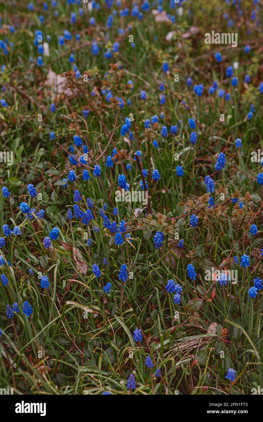 Vertical shot of blue Muscari in spring Stock Photo - Alamy