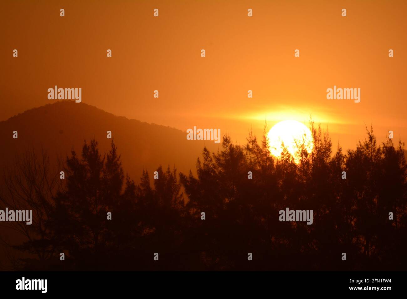 Tree tops at sunset hi-res stock photography and images - Alamy