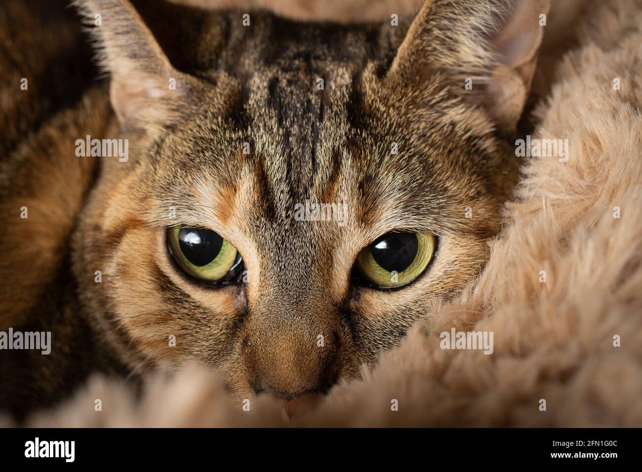 Tabby cat face hi-res stock photography and images - Alamy