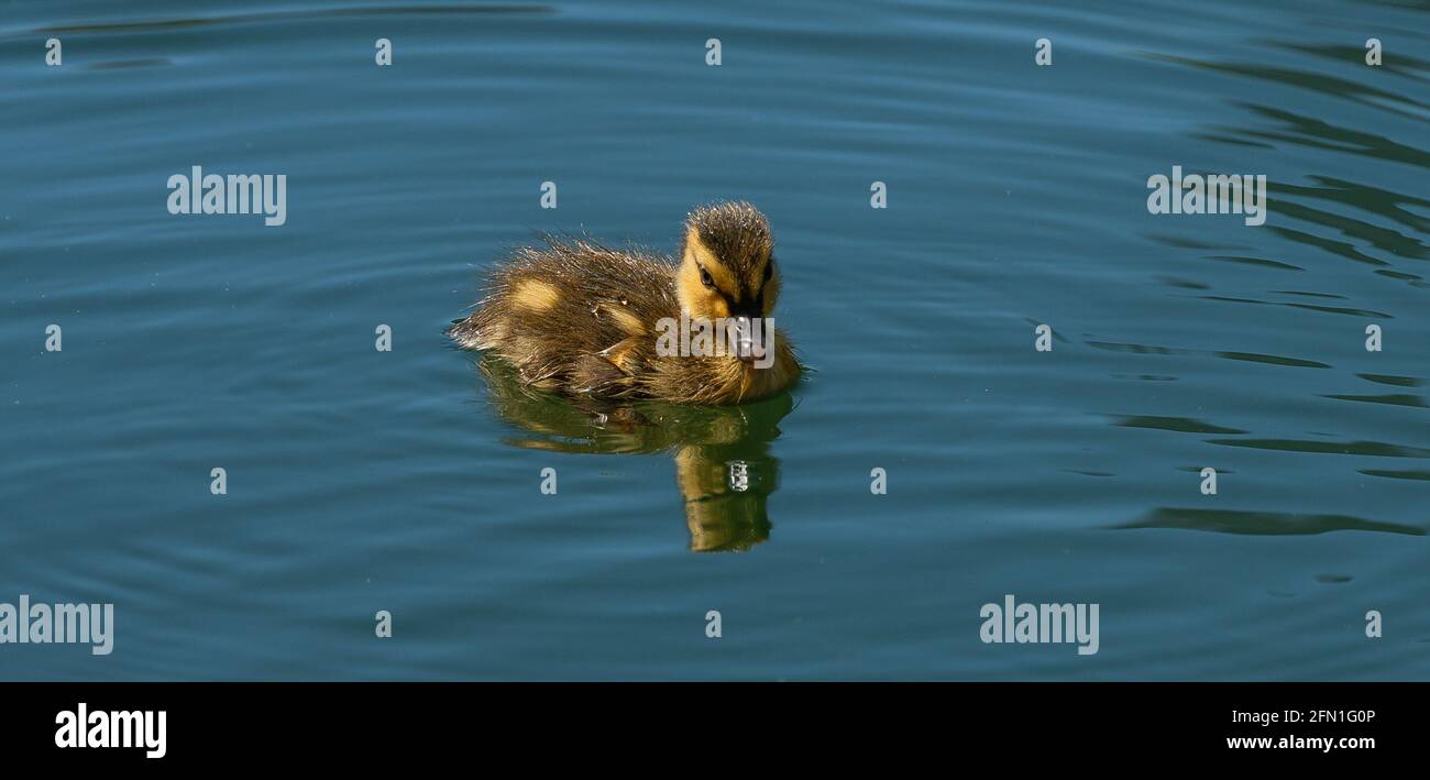 One Young Duckling Side Lit Floats in Deep Blue Pond Stock Photo - Alamy