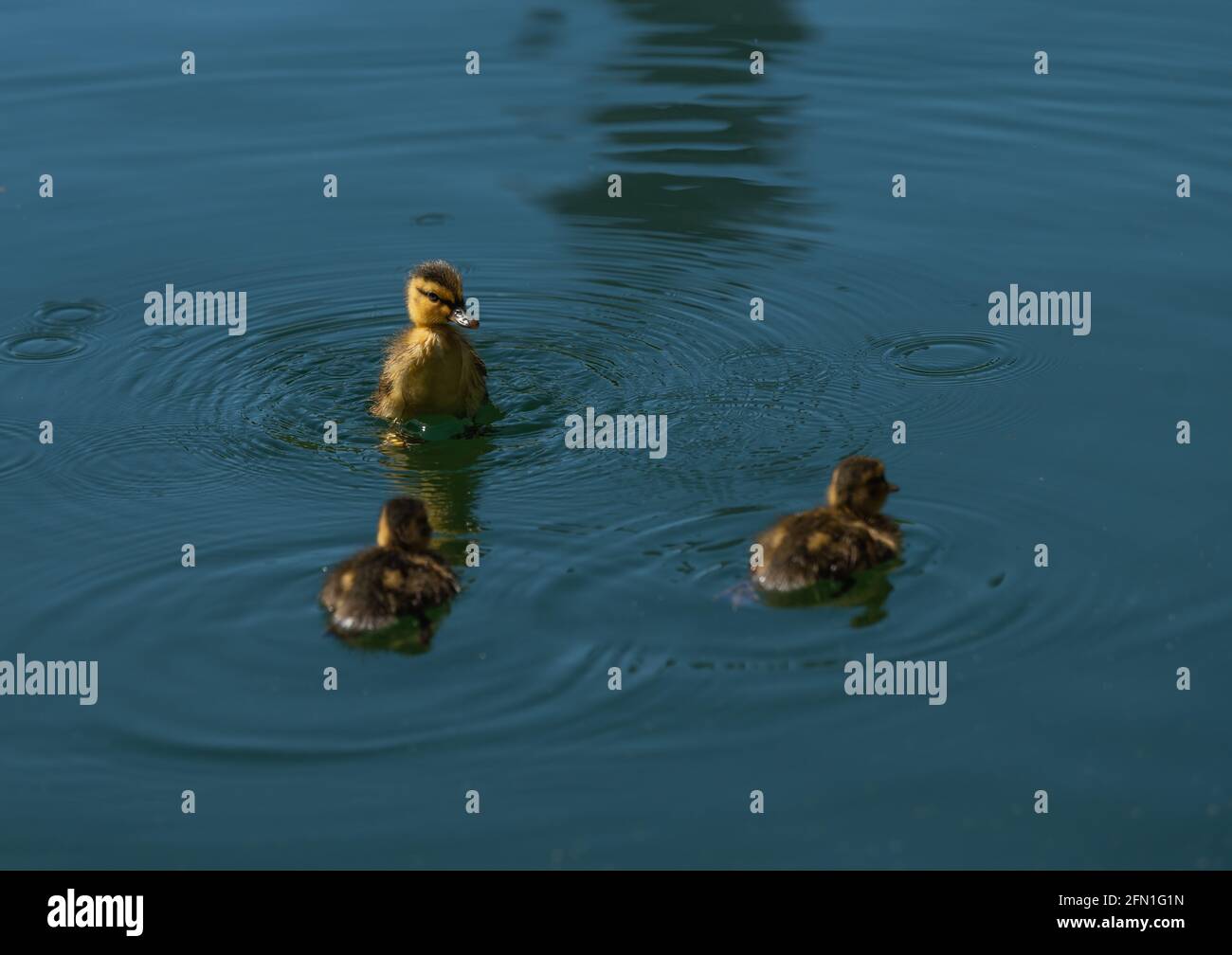 Three Young Ducklings Side Lit in Deep Blue Pond Stock Photo - Alamy
