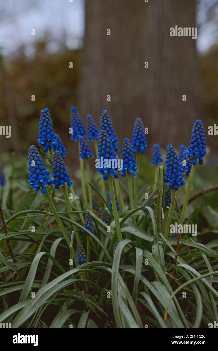 Vertical shot of blue Muscari in spring Stock Photo - Alamy
