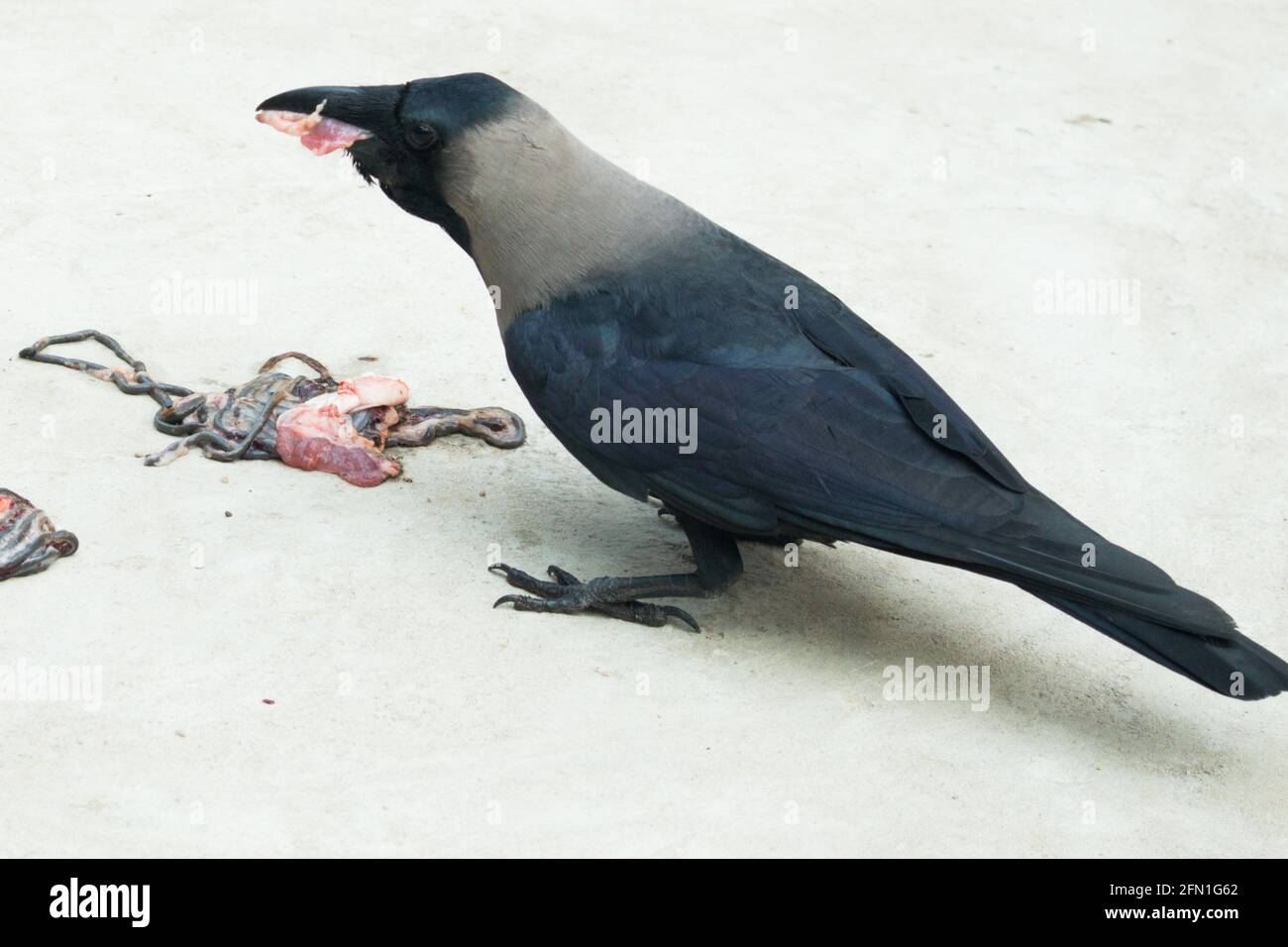 Lunch crow hi-res stock photography and images - Alamy