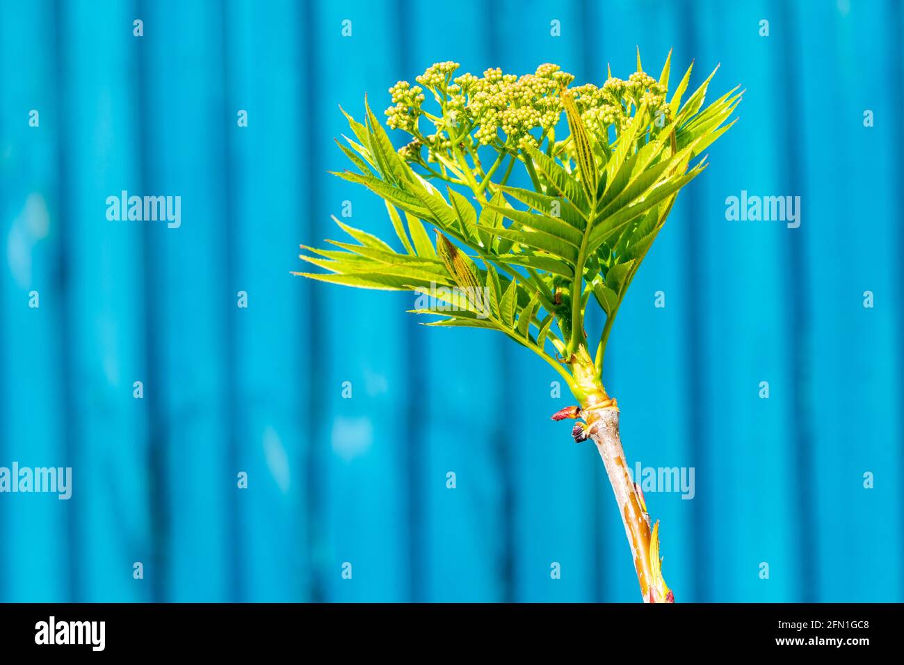 Close up of flower on a European Mountain Ash tree, Sorbus aucuparia ...