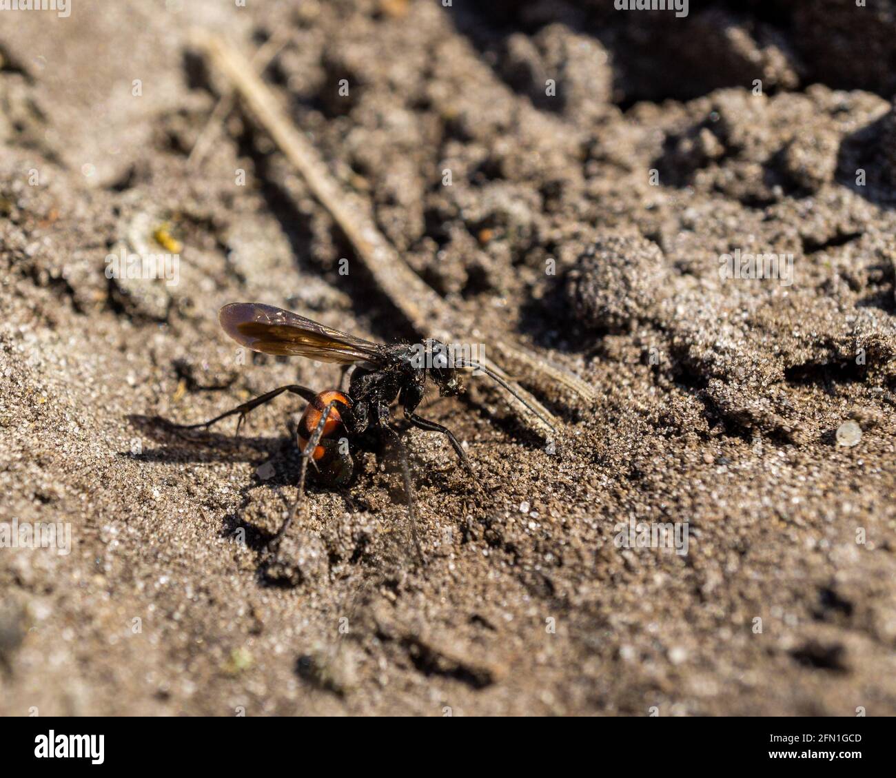 Pompilid wasps hi-res stock photography and images - Alamy