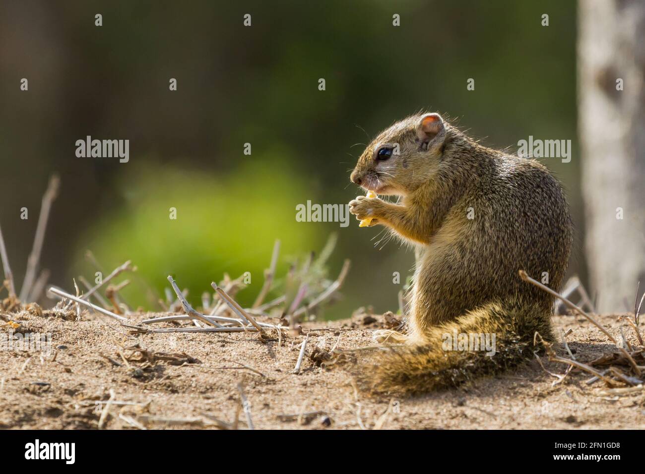 African bush squirrel hi-res stock photography and images - Alamy