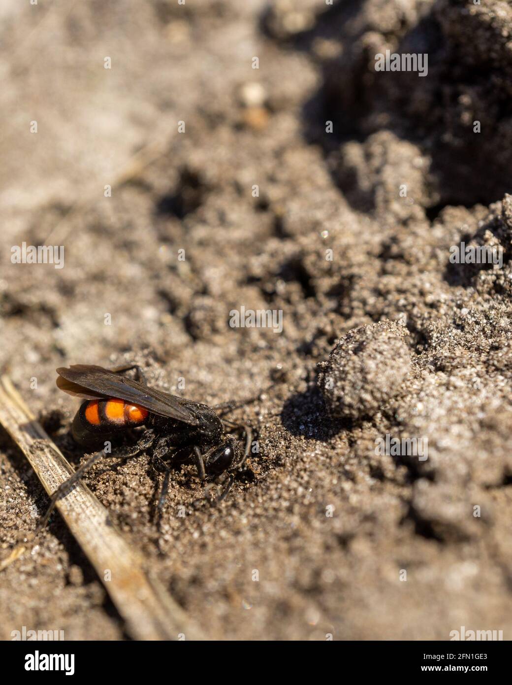 Pompilid hi-res stock photography and images - Alamy