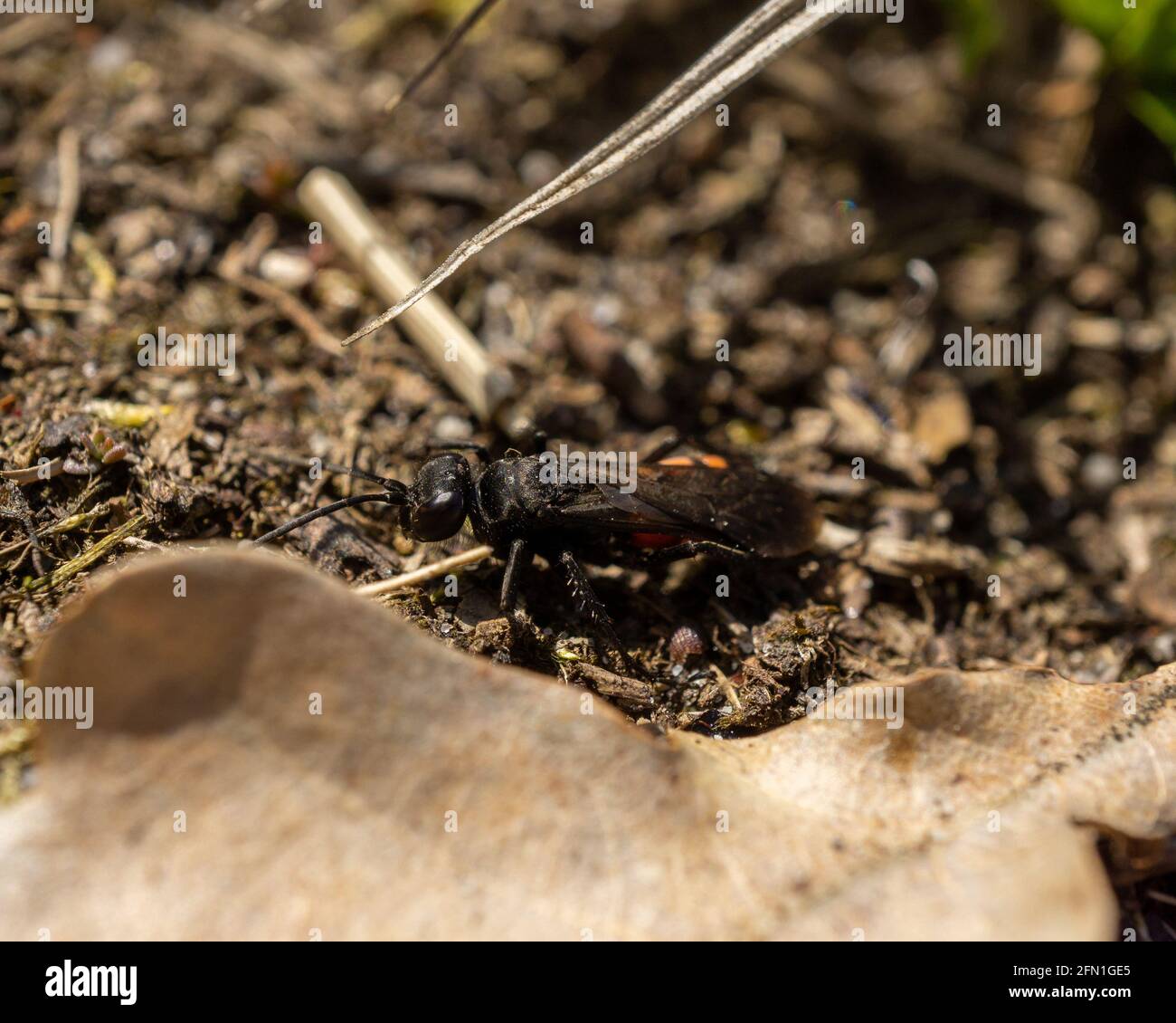 Pompilid wasps hi-res stock photography and images - Alamy