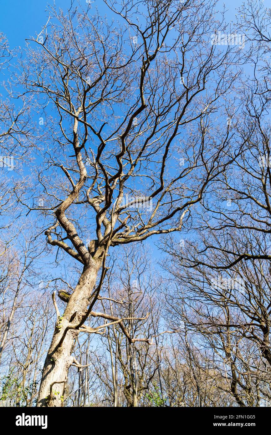 Towering tree branches hi-res stock photography and images - Alamy