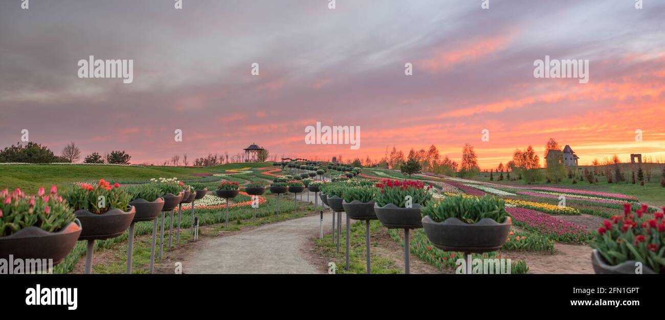 Dawn over tulip fields hi-res stock photography and images - Alamy