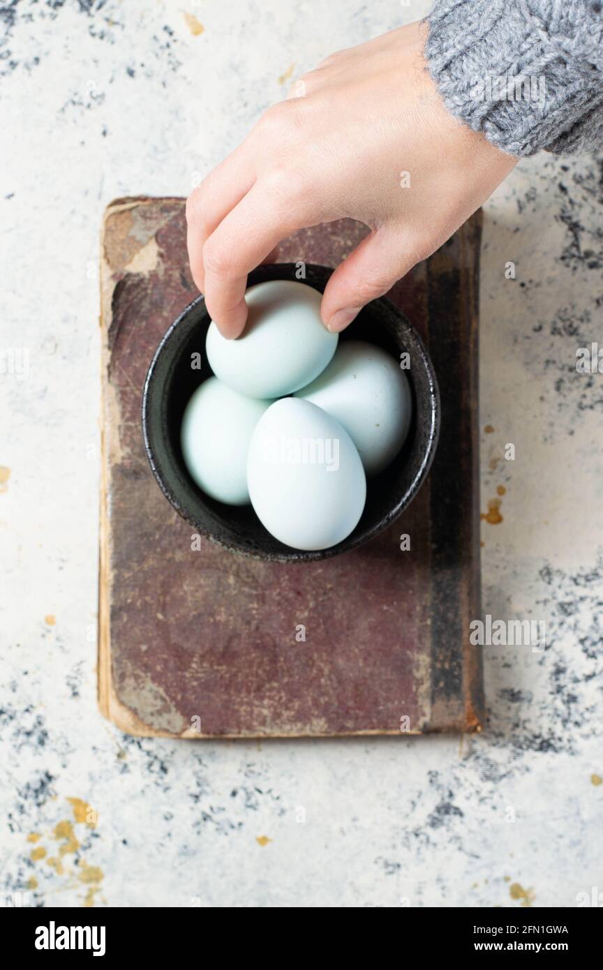 Light blue eggs: from a particular kind of chicken Stock Photo - Alamy