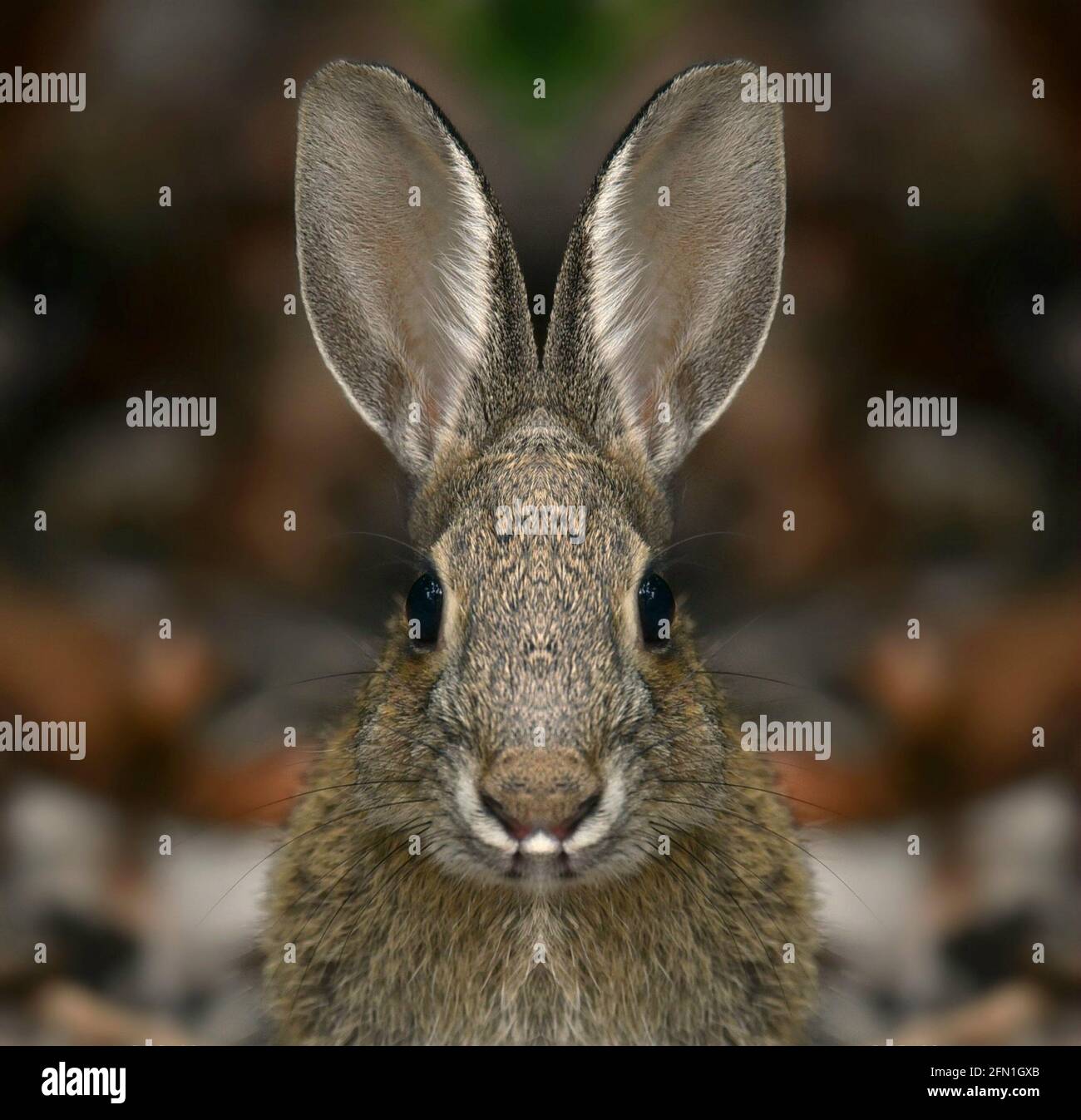 Rabbit runner hi-res stock photography and images - Alamy