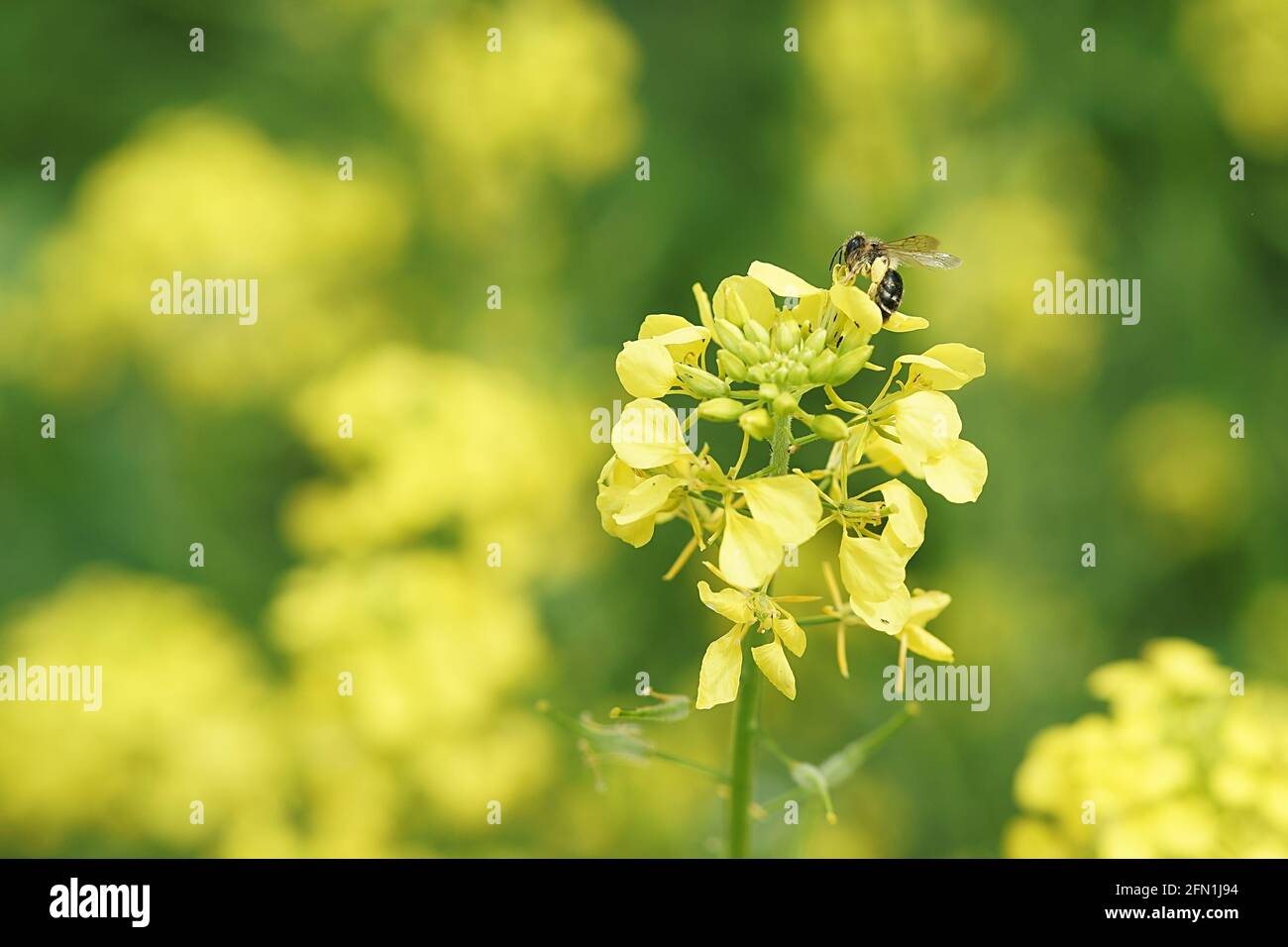 Bee on mustard flower hi-res stock photography and images - Alamy