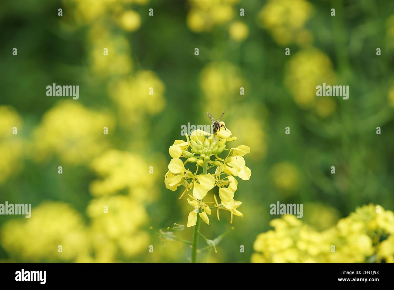 Bee on mustard flower hi-res stock photography and images - Alamy