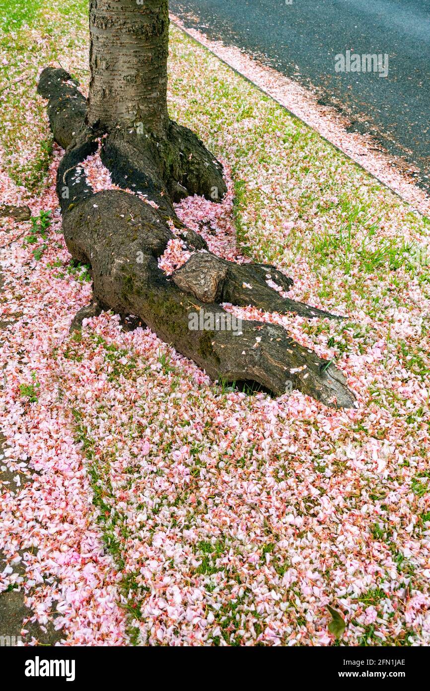 Tree root protruding hi-res stock photography and images - Alamy