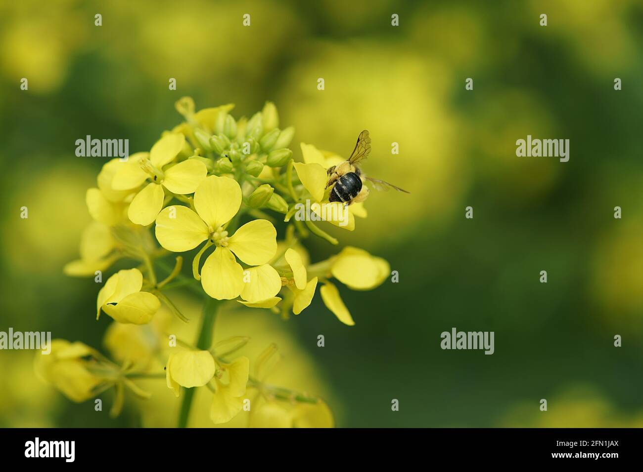 Bee on mustard flower hi-res stock photography and images - Alamy