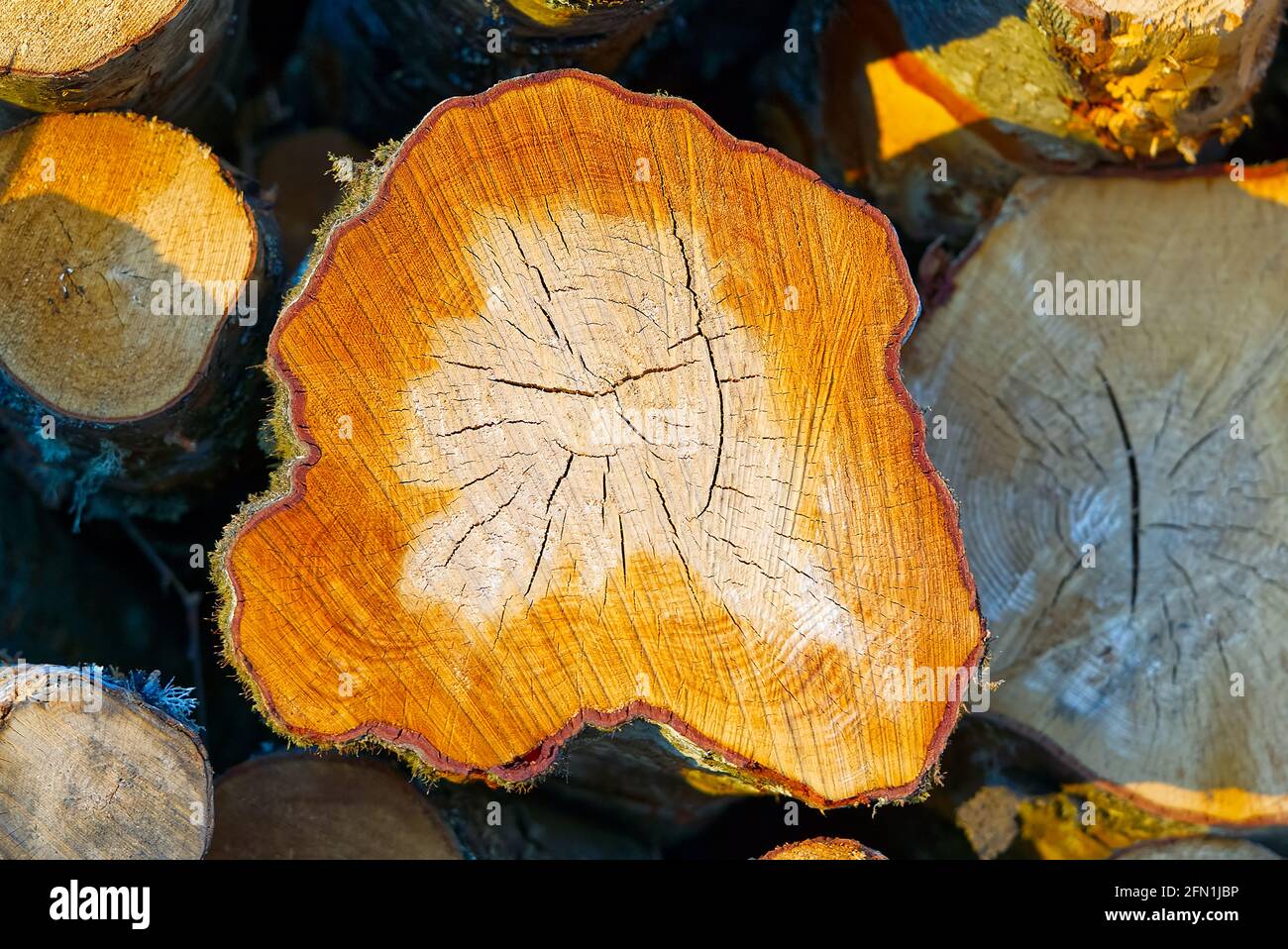 wood texture on a cut of a tree. lumber industry. woodlog texture of ...