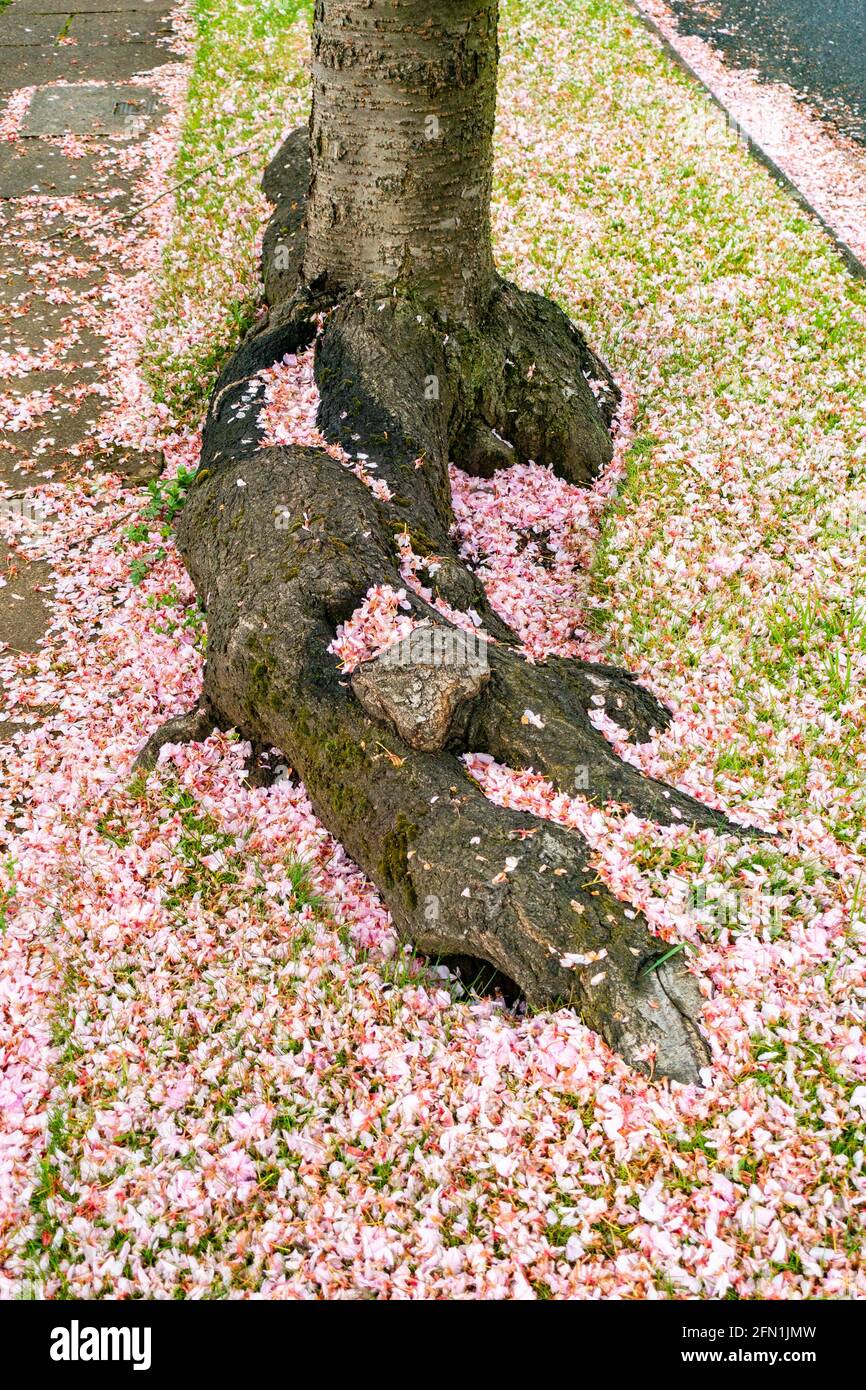 Fallen tree blossom laying on large protruding exposed tree roots Stock ...