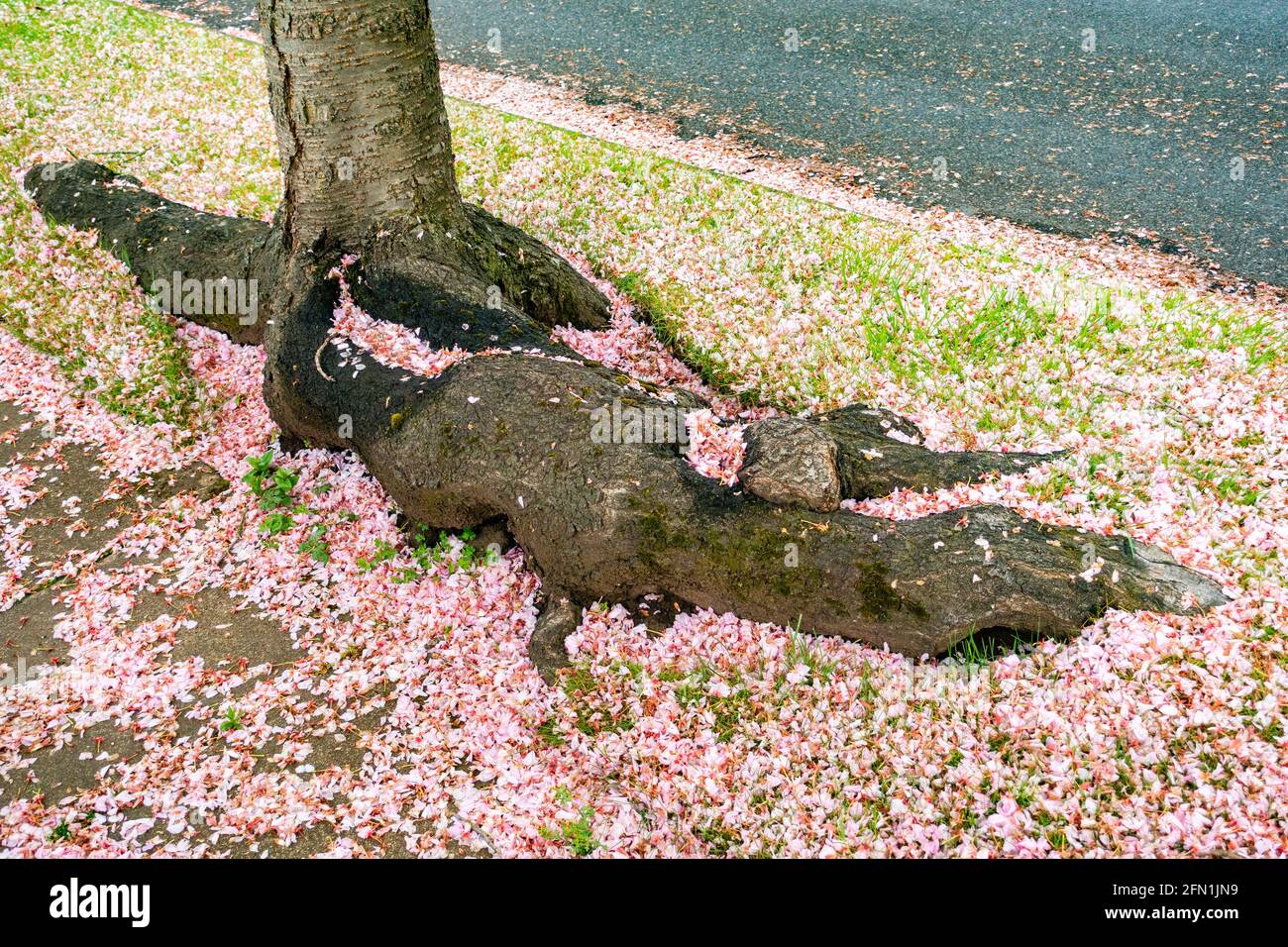 Fallen tree blossom laying on large protruding exposed tree roots Stock ...