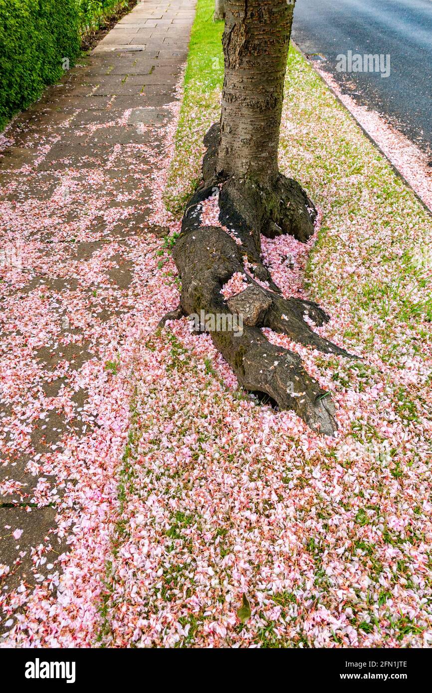 Fallen tree blossom laying on large protruding exposed tree roots Stock ...