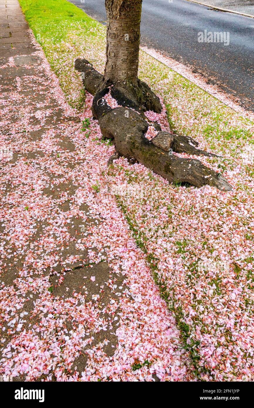 Fallen tree blossom laying on large protruding exposed tree roots Stock ...