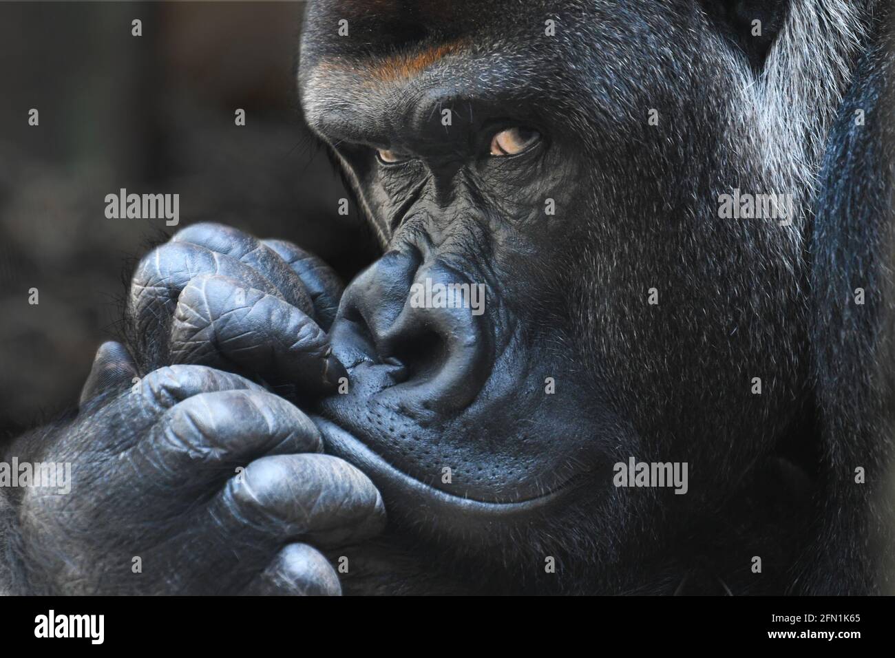 This grumpy gorilla musters a small smile for the camera. EUROPE: A ...