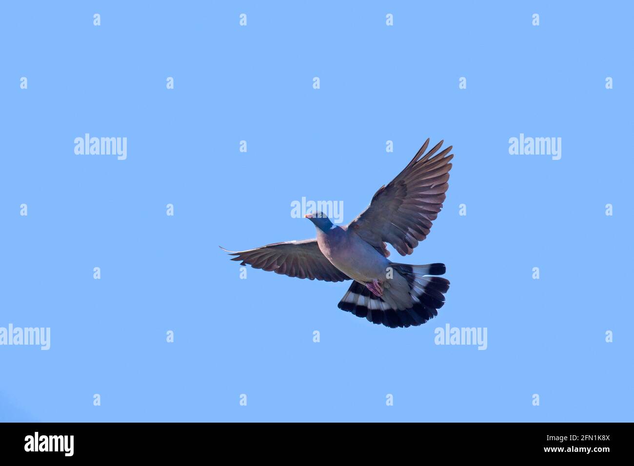 Common wood pigeon (Columba palumbus) gliding on stiff wings during ...