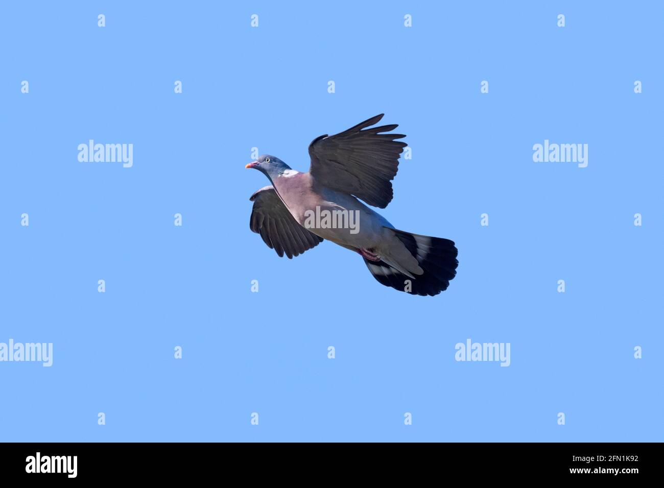 Common wood pigeon (Columba palumbus) gliding on stiff wings during ...