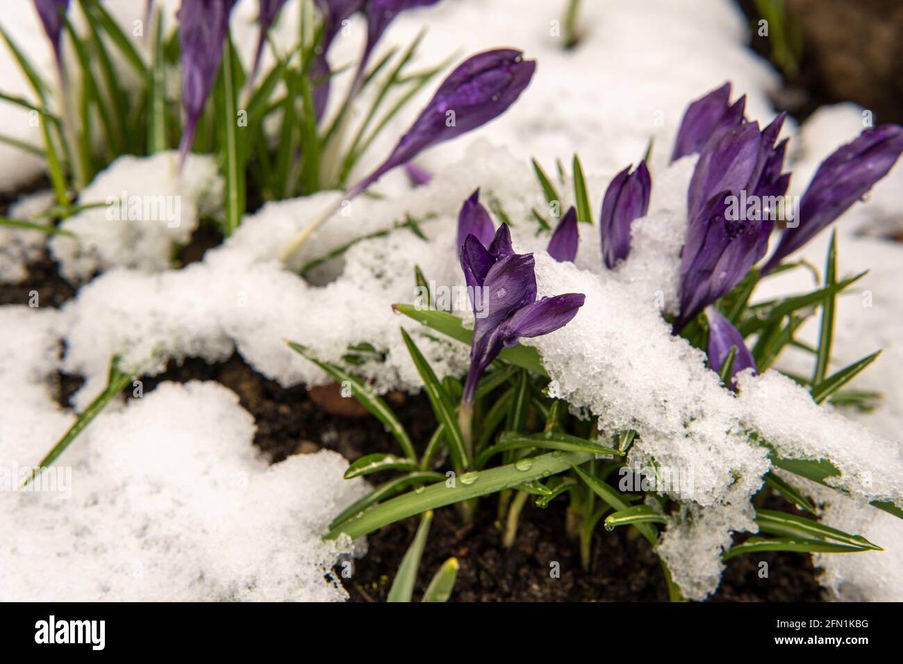 purple crocuses in the snow in spring. space for text Stock Photo - Alamy