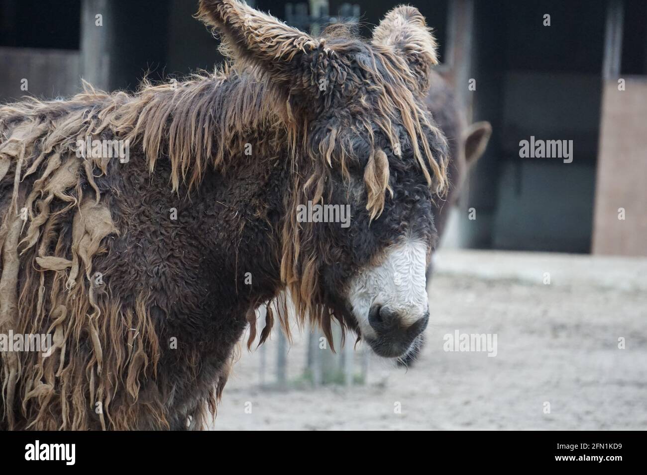 Long haired donkey hi-res stock photography and images - Alamy