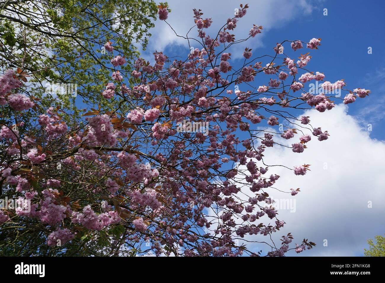 Pretty Trees in Spring Stock Photo - Alamy