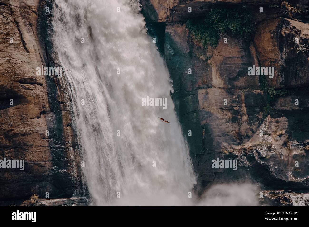 Bird flying near a scenic waterfall Stock Photo - Alamy