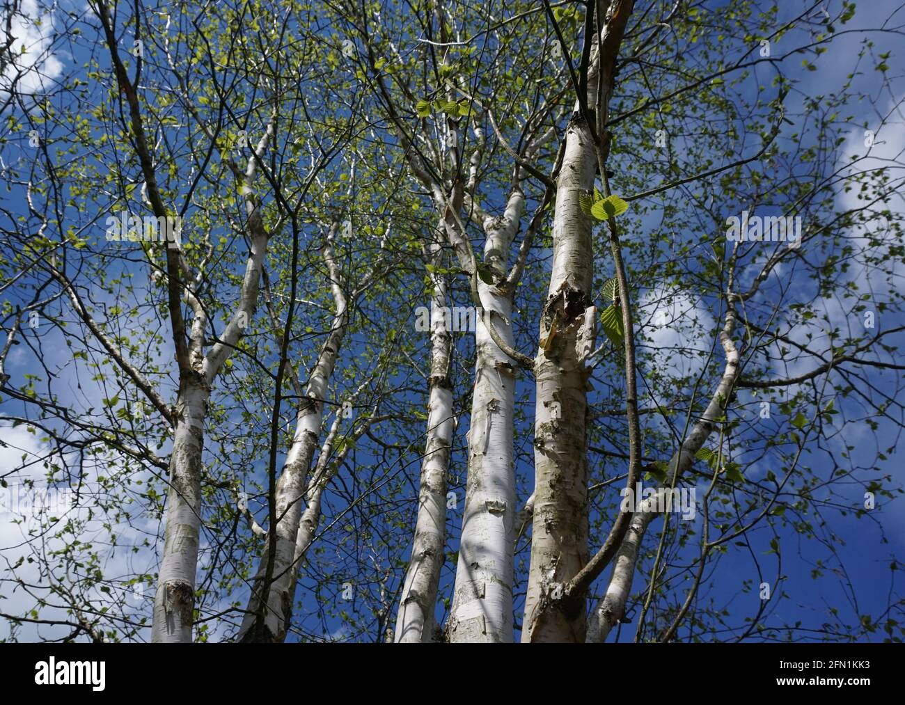 Pretty trees hi-res stock photography and images - Alamy