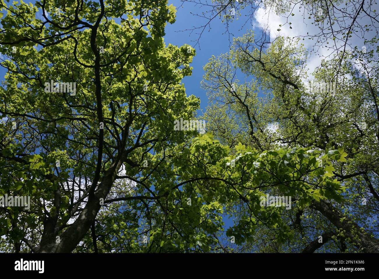 Pretty Trees in Spring Stock Photo - Alamy