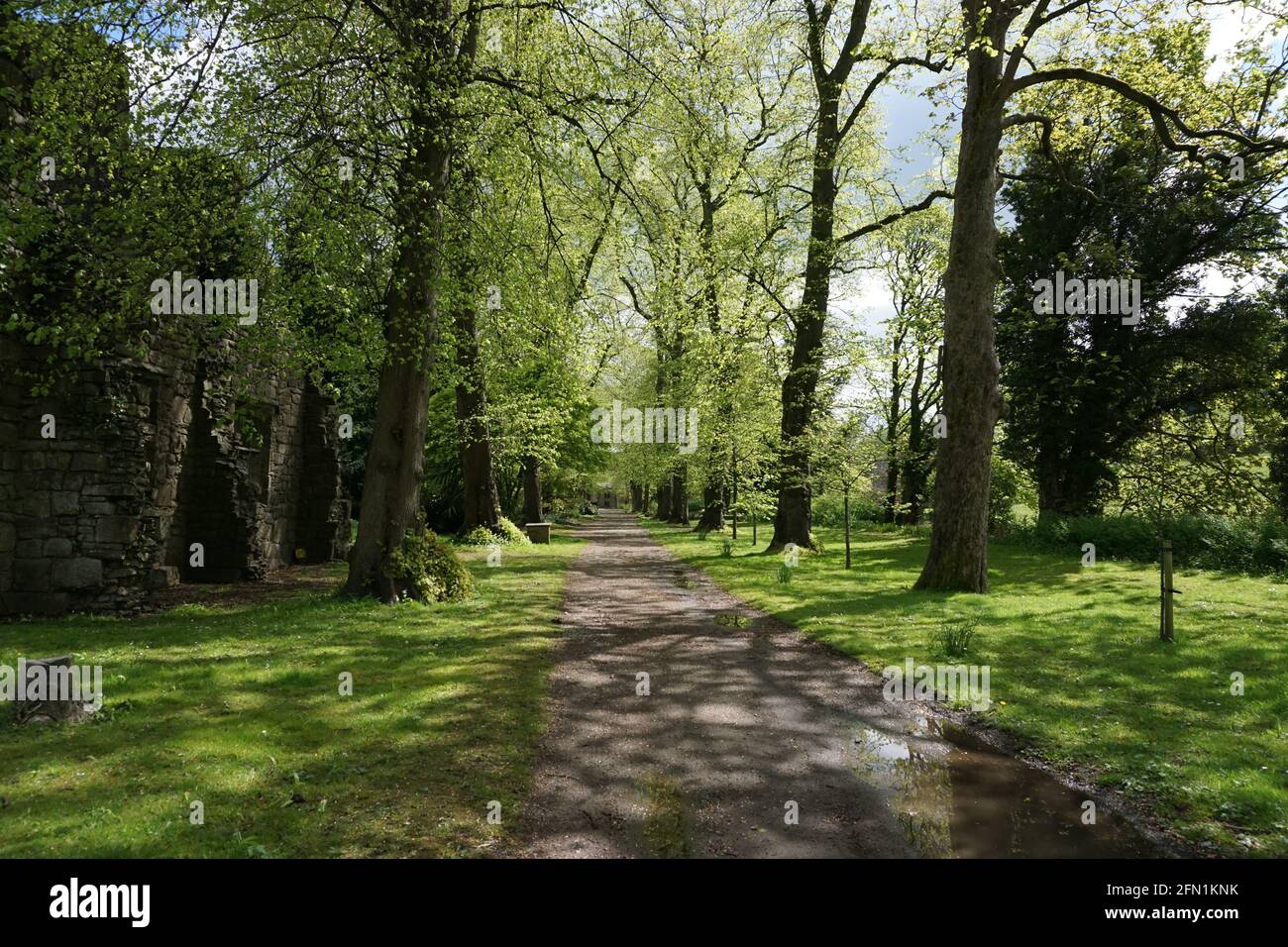 Tree Lined Path Stock Photo - Alamy